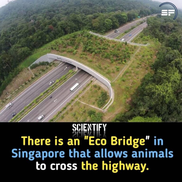 Connecting Nature: The Eco Bridge of Singapore - Survive Essentials