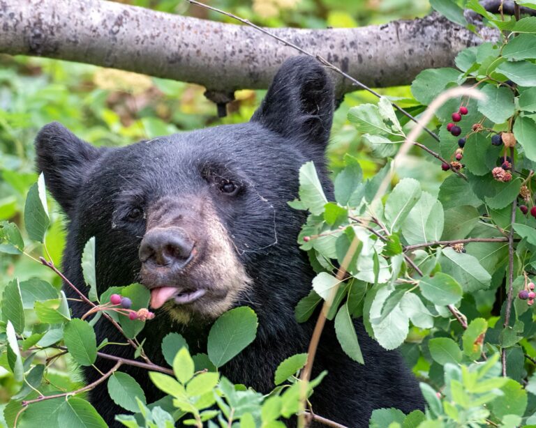 How to Safely Store Food in Bear Country While Camping