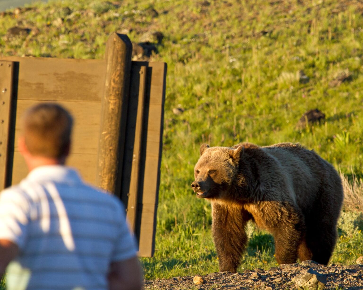 How to Safely Store Food in Bear Country While Camping