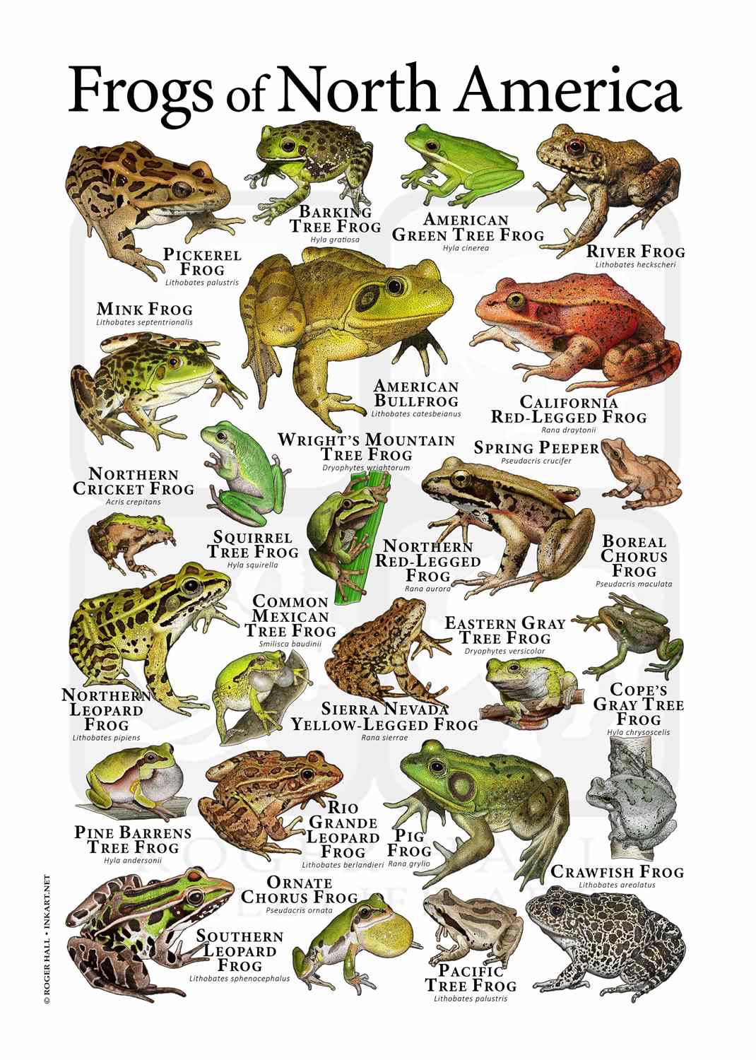 Identifying Frog Calls: A Guide to Nature’s Nighttime Sounds - Survive ...